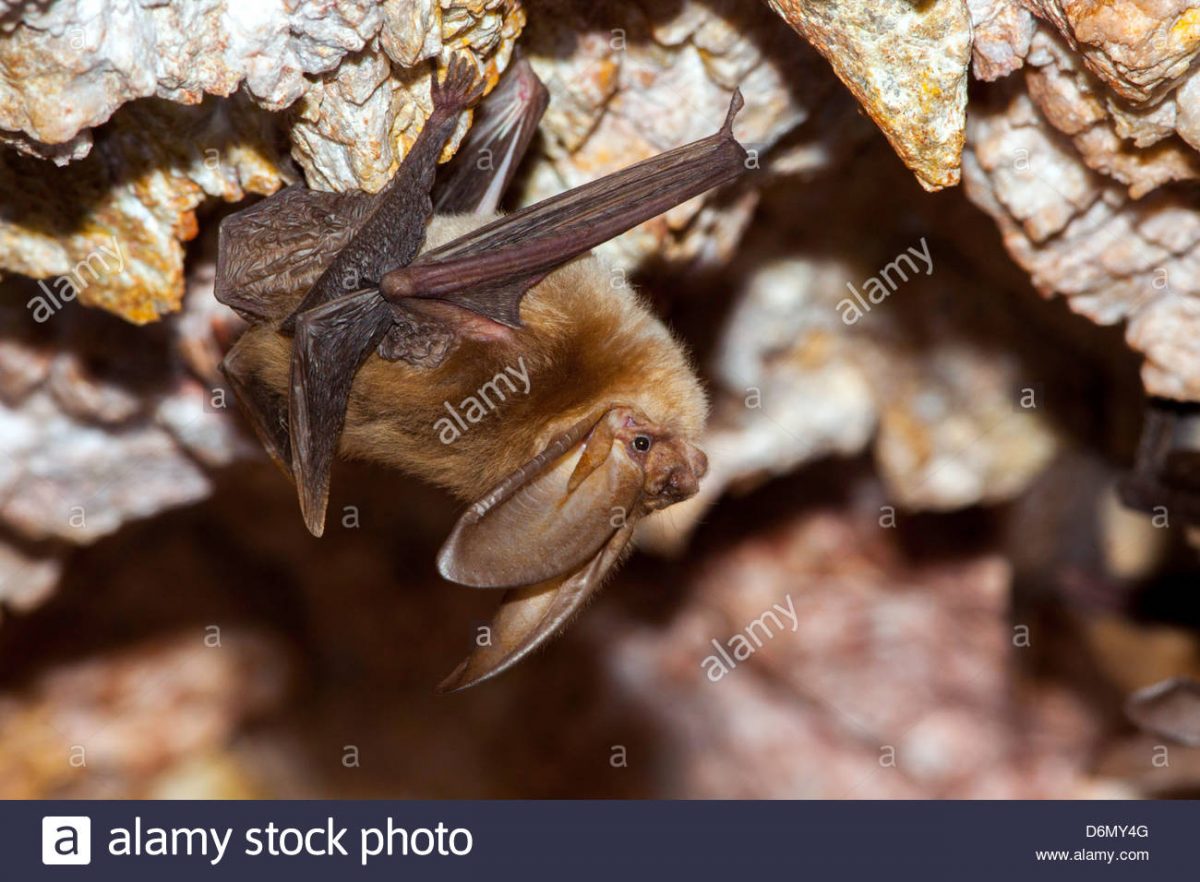 townsends-big-eared-bat-plecotus-townsendii-harquahala-mountains-nw ...